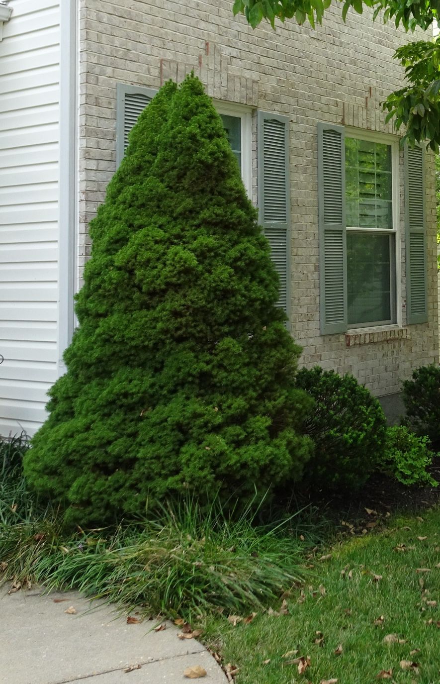 January Shrub of the Month-Dwarf Alberta Spruce